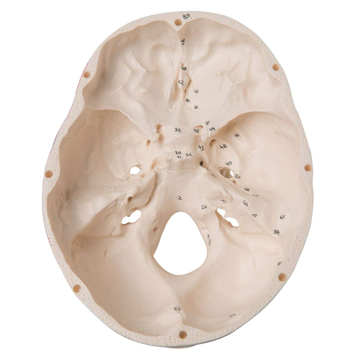 Buy 3B Scientific A23 Human Anatomy - Classic Human Skull Model with ...