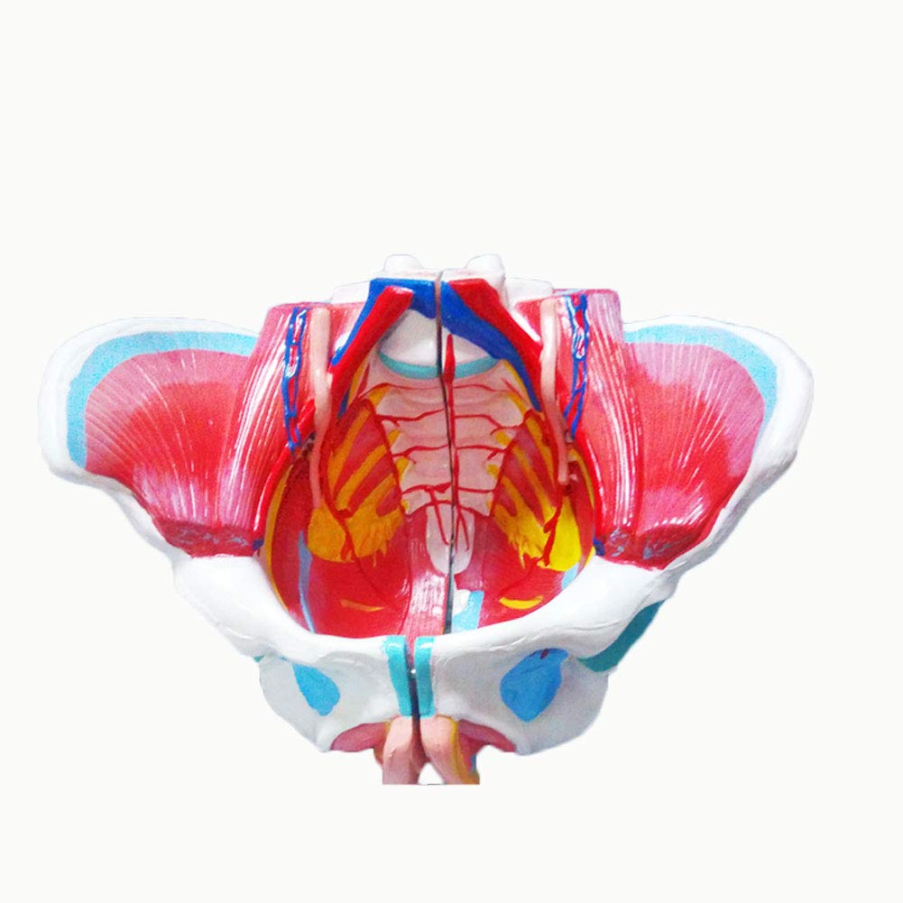 Male Pelvis With Ligaments Vessels Nerves Pelvic Floor