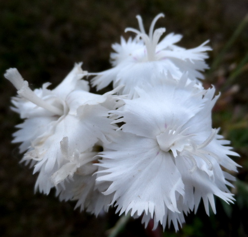 Samsung WB150 Compact Digital Camera - White (14.1MP, 18x Optical Zoom ...