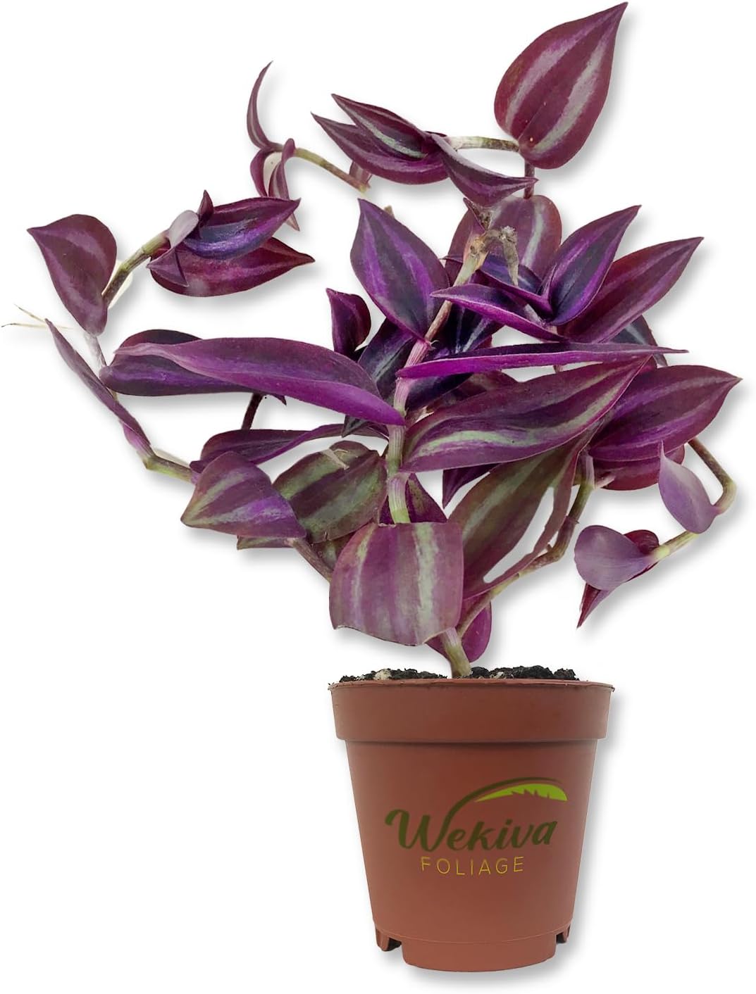 Amazon.com : Purple Wandering Jew - Easy to Grow House Plant - Inch ...