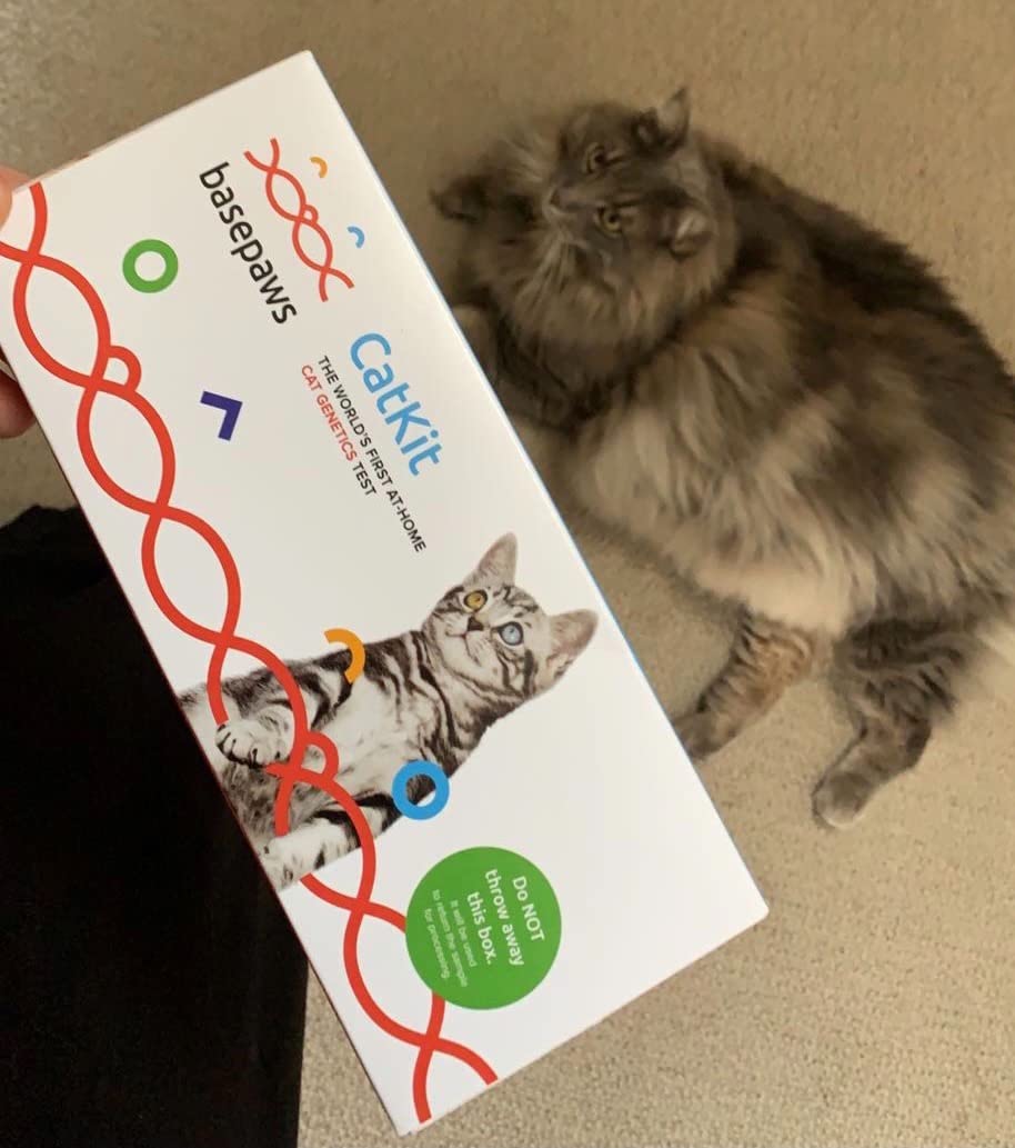 $42/mo - Finance Basepaws Whole Genome Sequencing Test | Your Cat’s ...