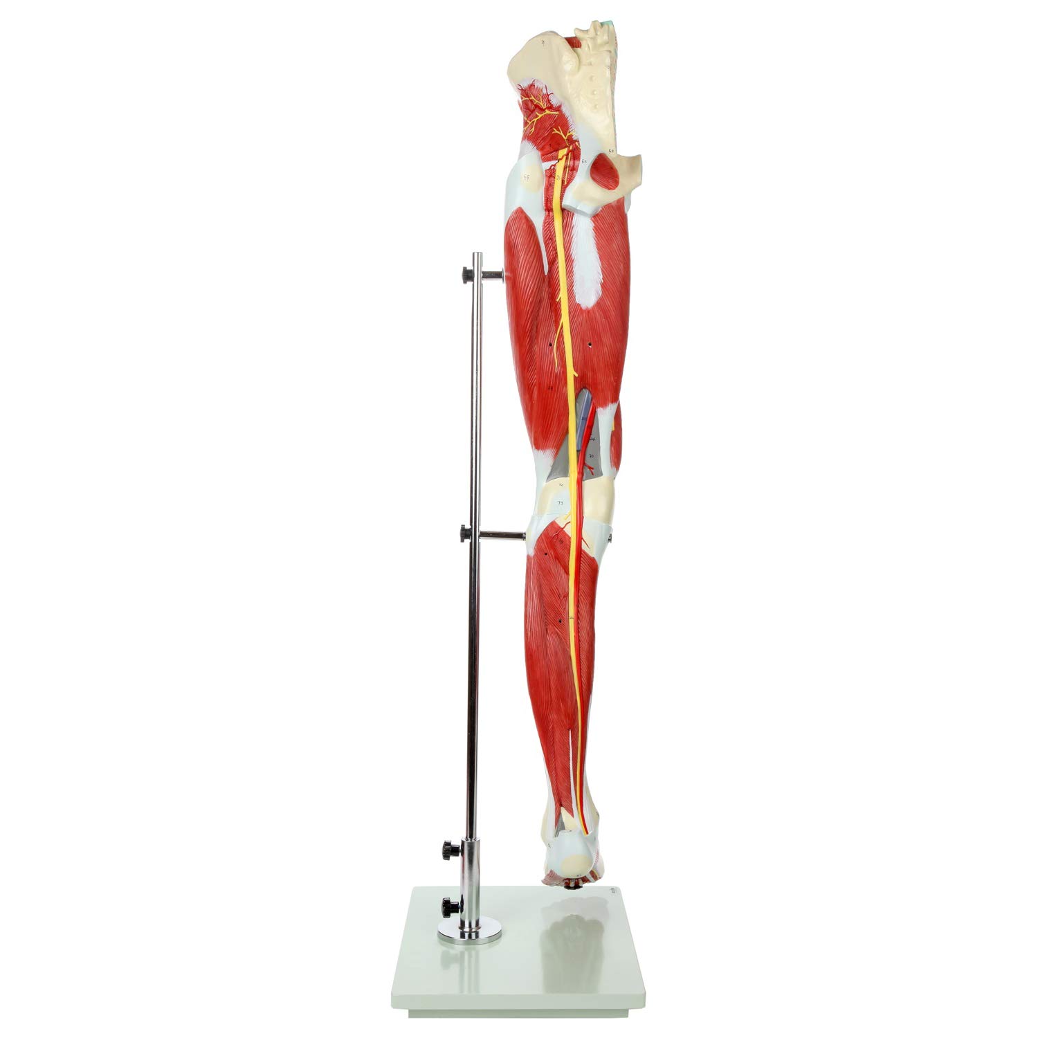 Buy Axis Scientific Leg Model | Muscle Anatomy Model Has 12 Removable ...