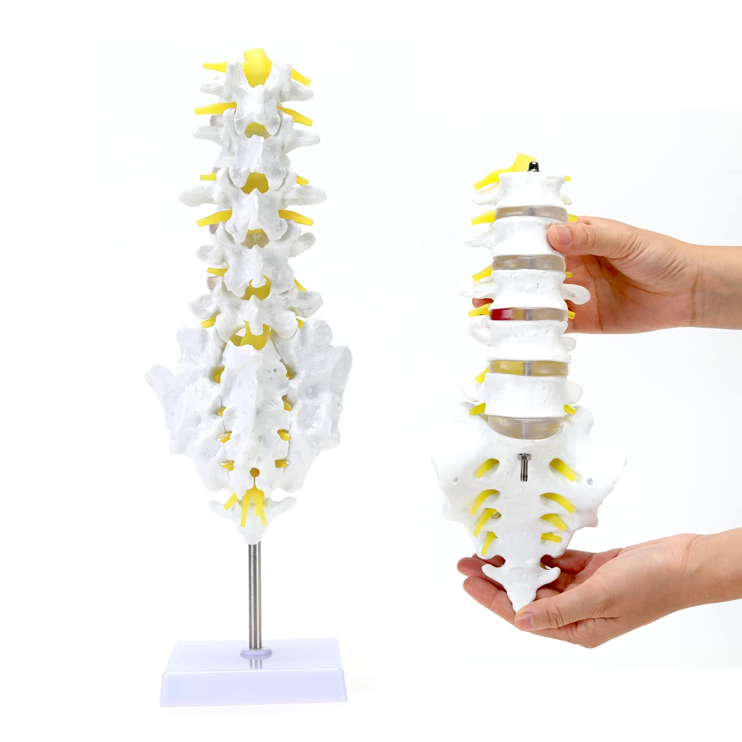Snapklik.com : LYOU Life Size Lumbar Spine Anatomical Model