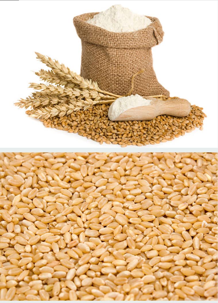Wheat Seeds For Farming
