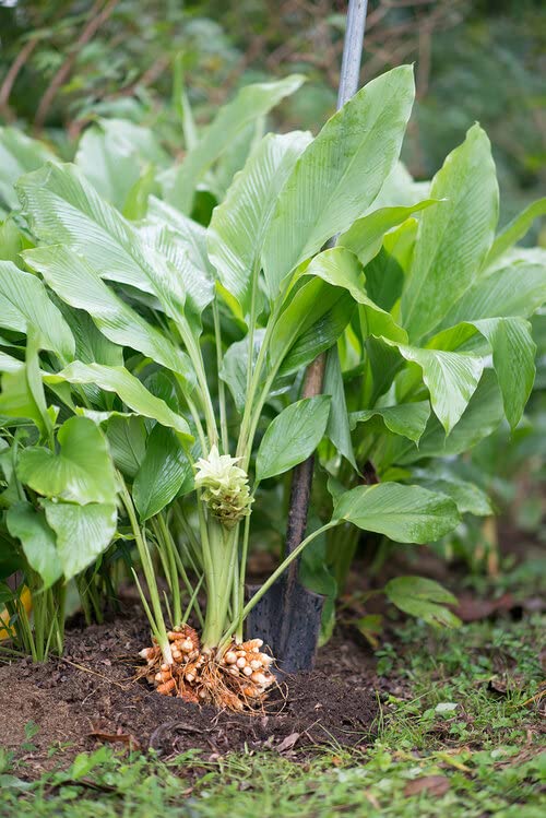 OXY GREEN PLANT®Turmeric, Halodhi, Haridra, Marmarii, Halud, Halad ...