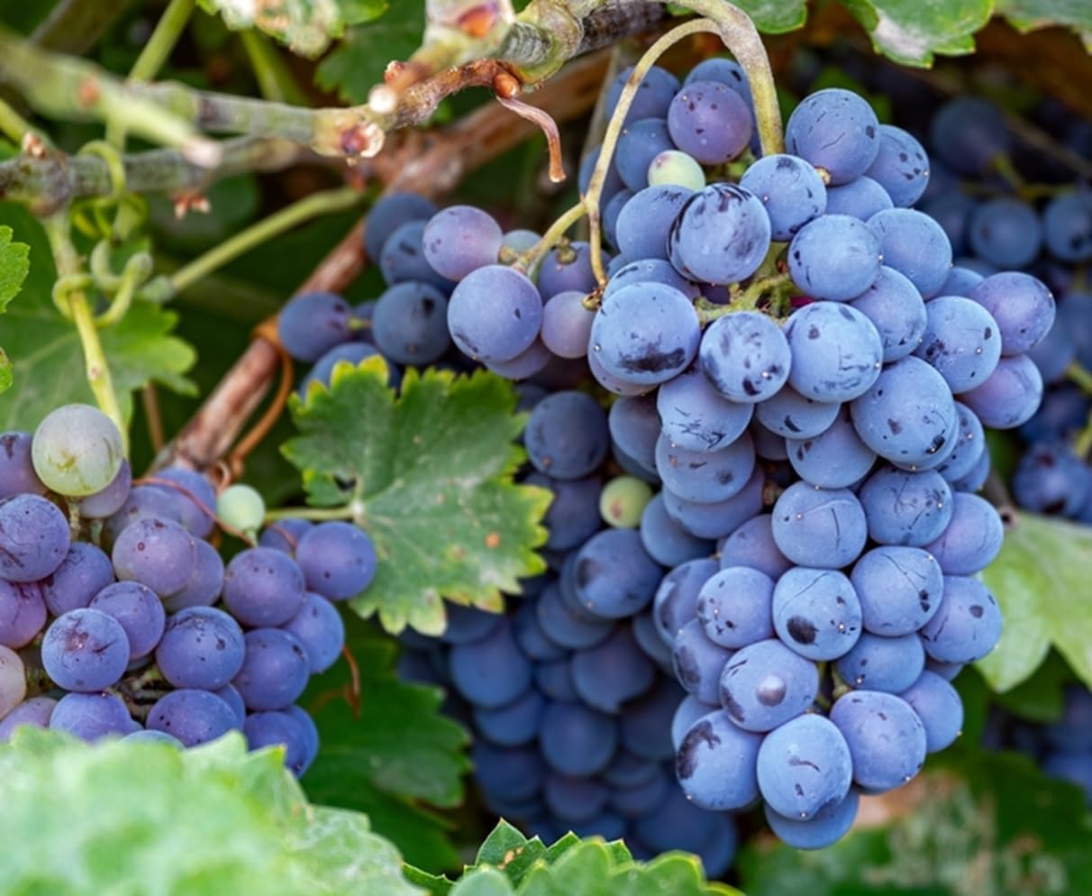 Amazon.com : Grape Plant Southern Home Includes (4) Four Plants : Patio ...