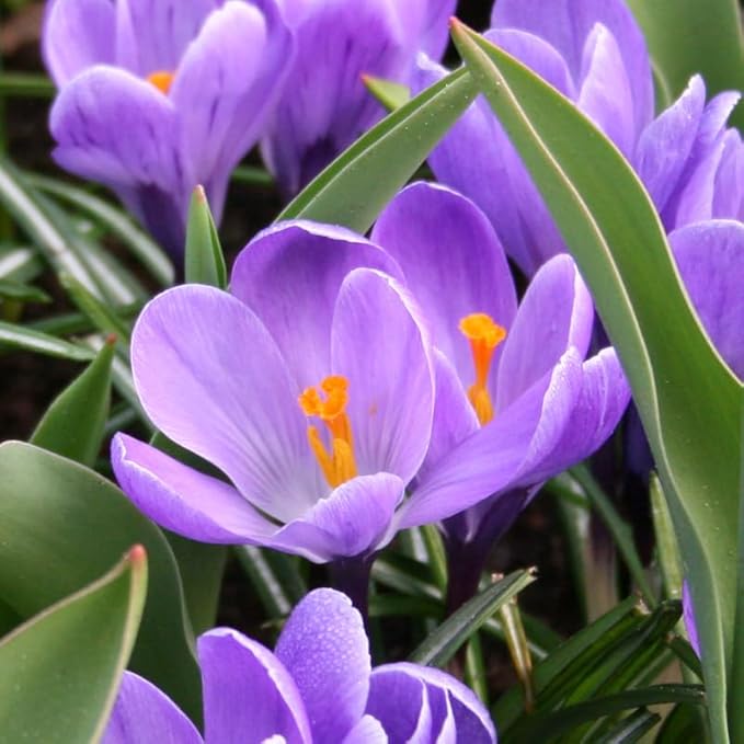 Amazon.com : Grand Maitre Giant Crocus Flower Bulbs - 25 Bulbs per Pack ...