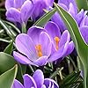 Amazon.com : Grand Maitre Giant Crocus Flower Bulbs - 25 Bulbs per Pack ...