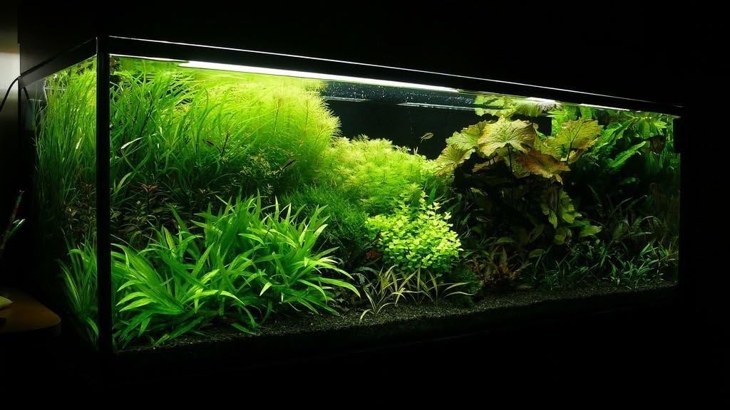 Buy Black Aquarium Gravel Fish Tank Plant Substrate (BLACK 25kg 1-3mm ...