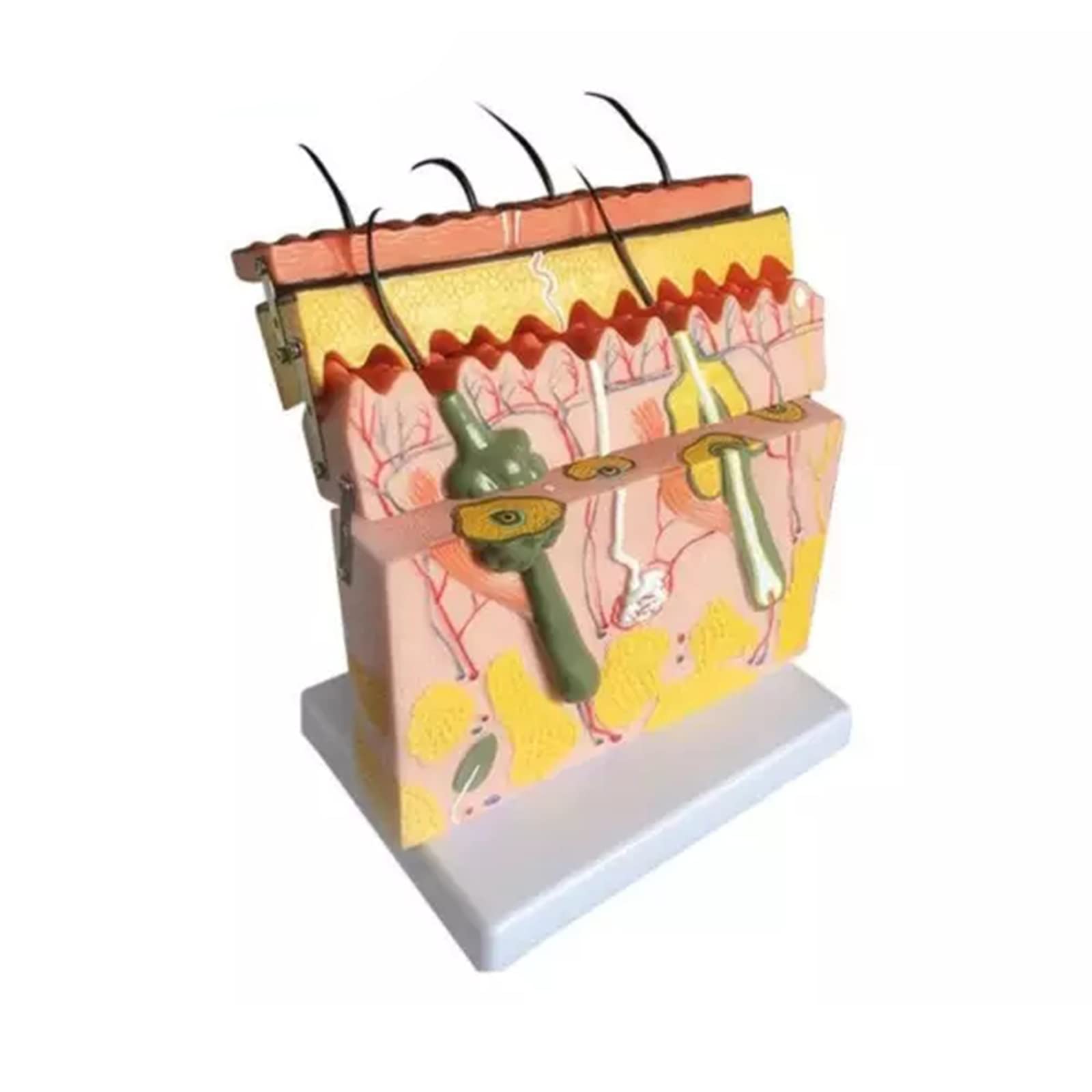 Buy Human Skin Structure Model, 70 Times Skin Section Model 3D Skin ...