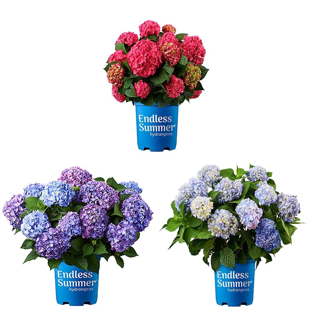 Amazon.com : 2 Gal. Summer Crush Hydrangea Shrub & Summer Bloomstruck ...