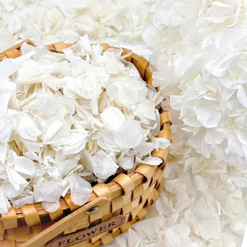 Amazon.com: Real Dried Lvory White Hydrangea Petals - 1.76 oz Preserved ...