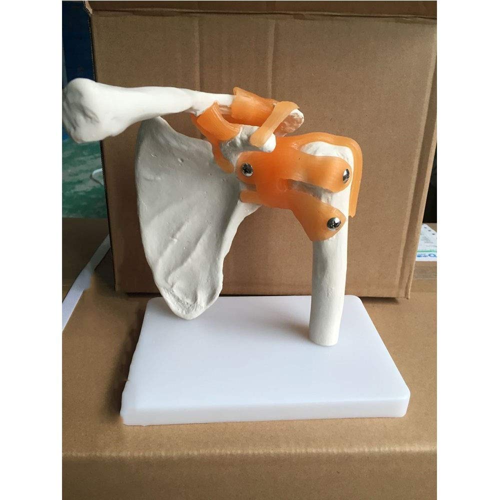 Buy ZLF Skeleton Model Teaching Shoulder Scapula Model, Shoulder Joint ...