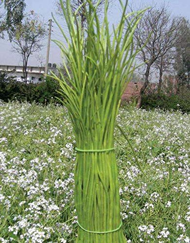 Creative Farmer Vegetable Seeds Mongra. R Caudatus Long Tailed Radish ...