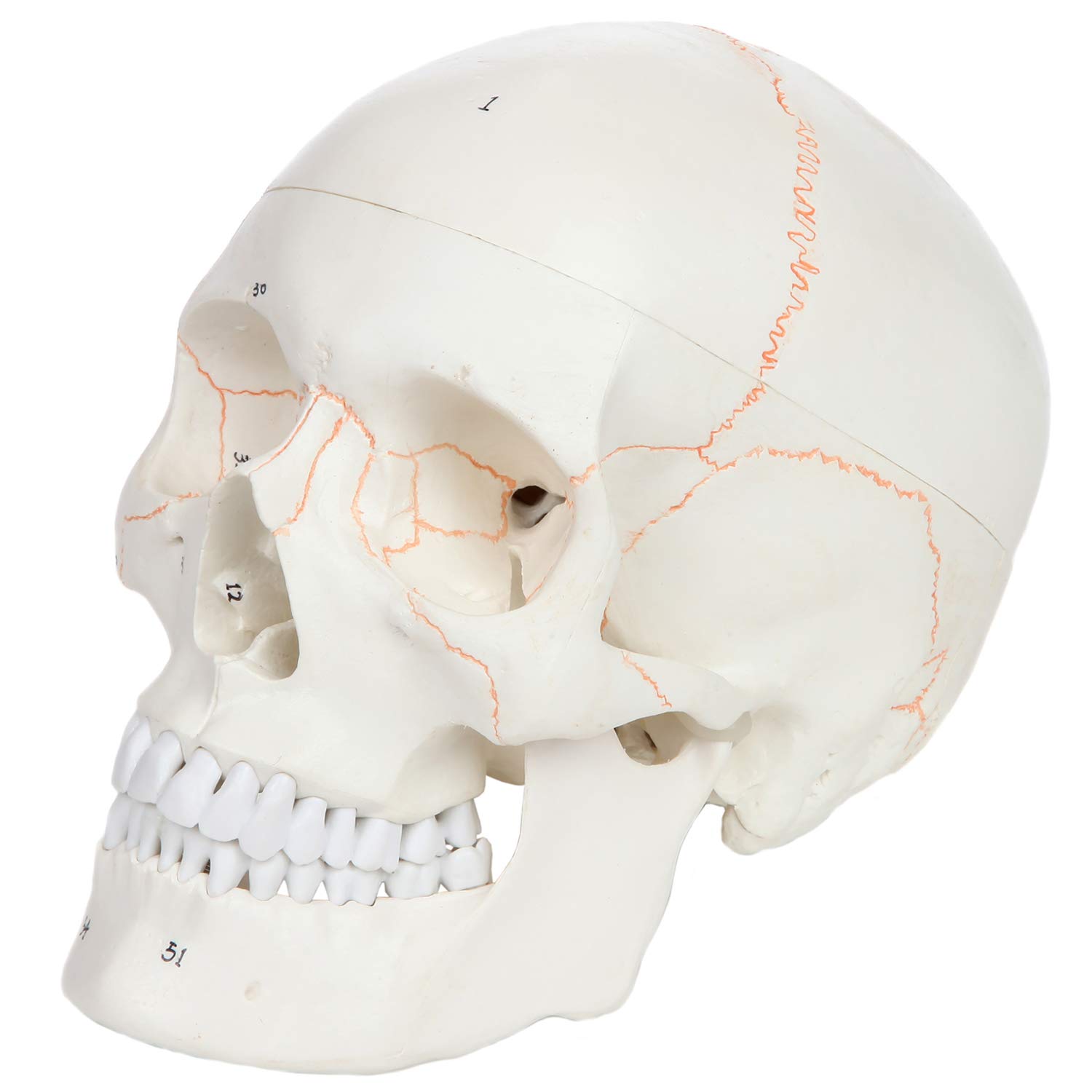 Buy Axis Scientific Numbered Human Skull Model, 3 Part Life Size ...