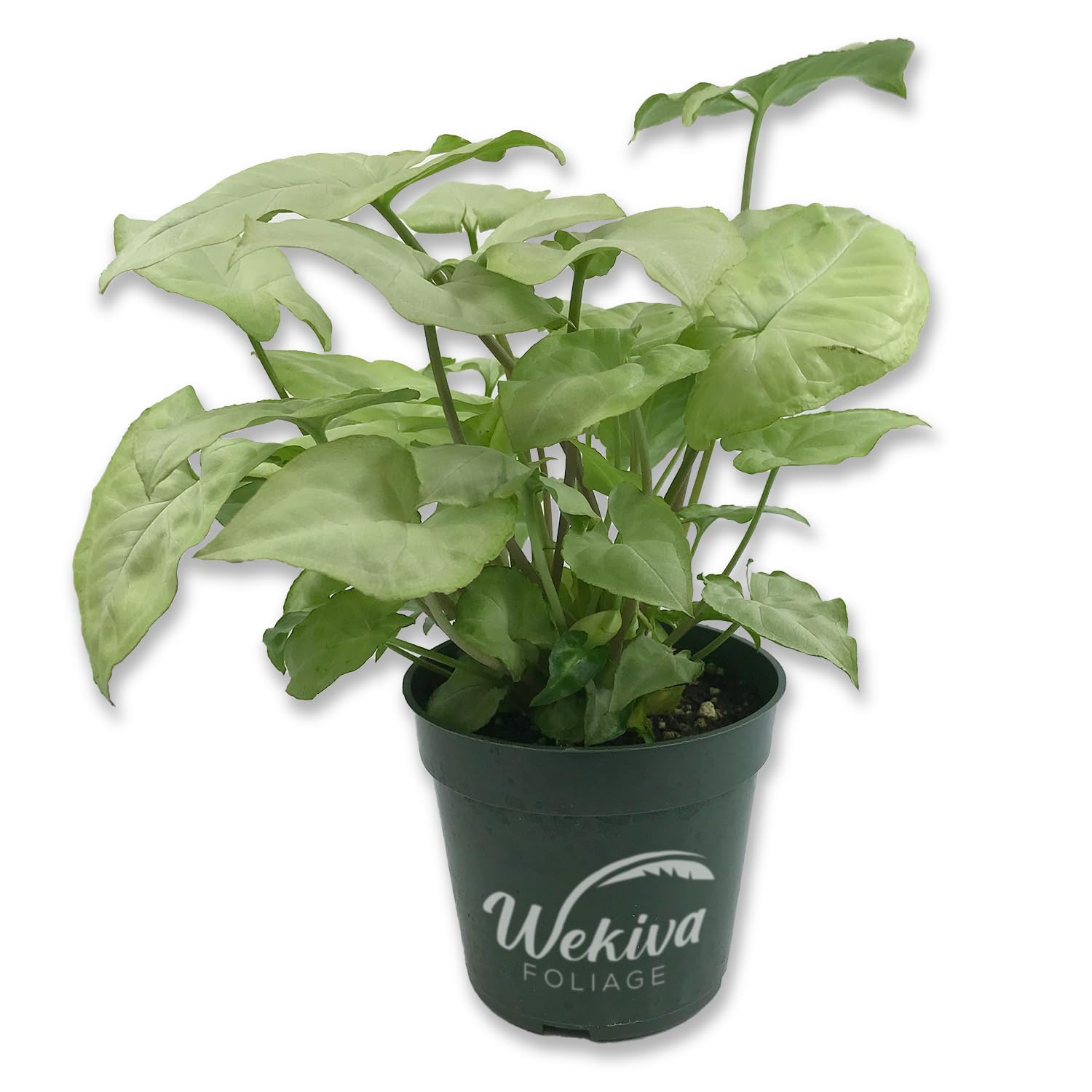 Amazon.com : Syngonium Moon Shine - Live Plant in a 4 Inch Pot ...