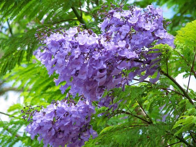 Neel Mohar Blue 'Jacaranda Mimosifolia' Flower Plant : Amazon.in ...