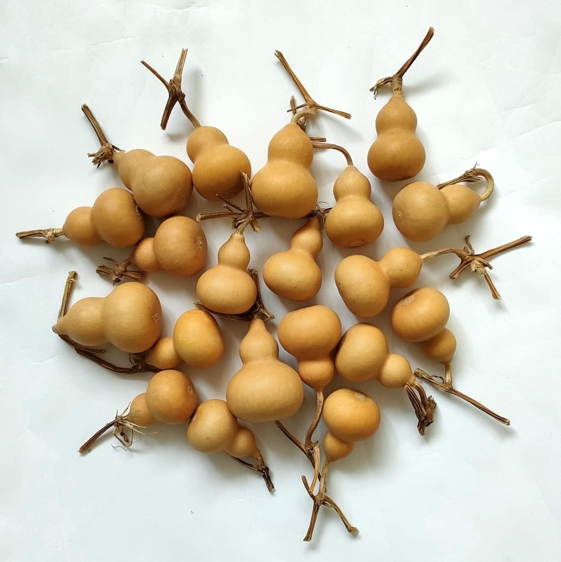 Amazon.com: Dried Hard Shell Warty Gourd - 5" - 6" Diameter, Ready for ...