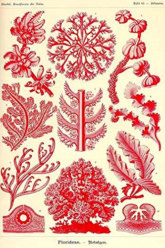 Florideophyceae demoted to subclass Floridae in some classification ...