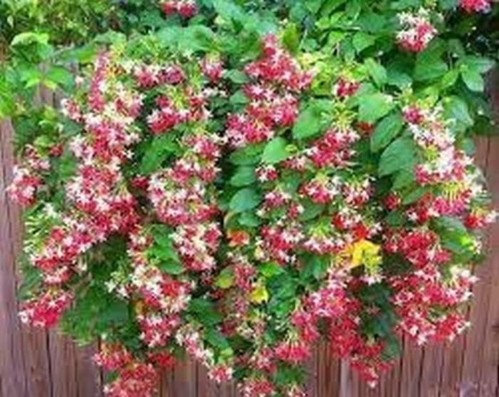 Creative Farmer Rangoon Creeper/Rangoon Malli/Beautiful Creeper ...