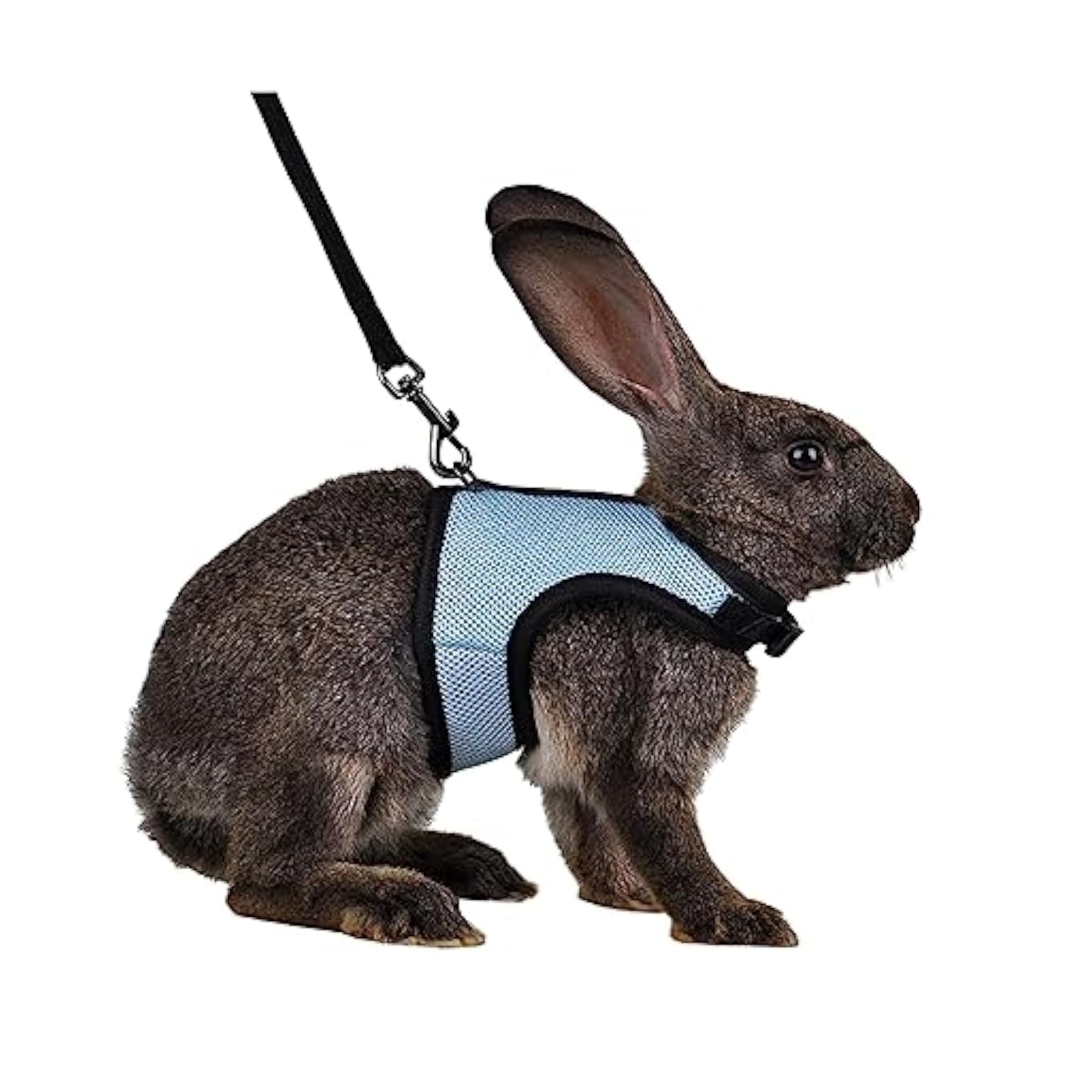 Amazon.com : MANON ROSA Rabbit Harness and Leash Set - Adjustable ...