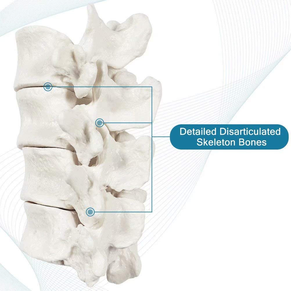 Disarticulated Human Skeleton Model for Anatomy Life Sized Anatomical ...