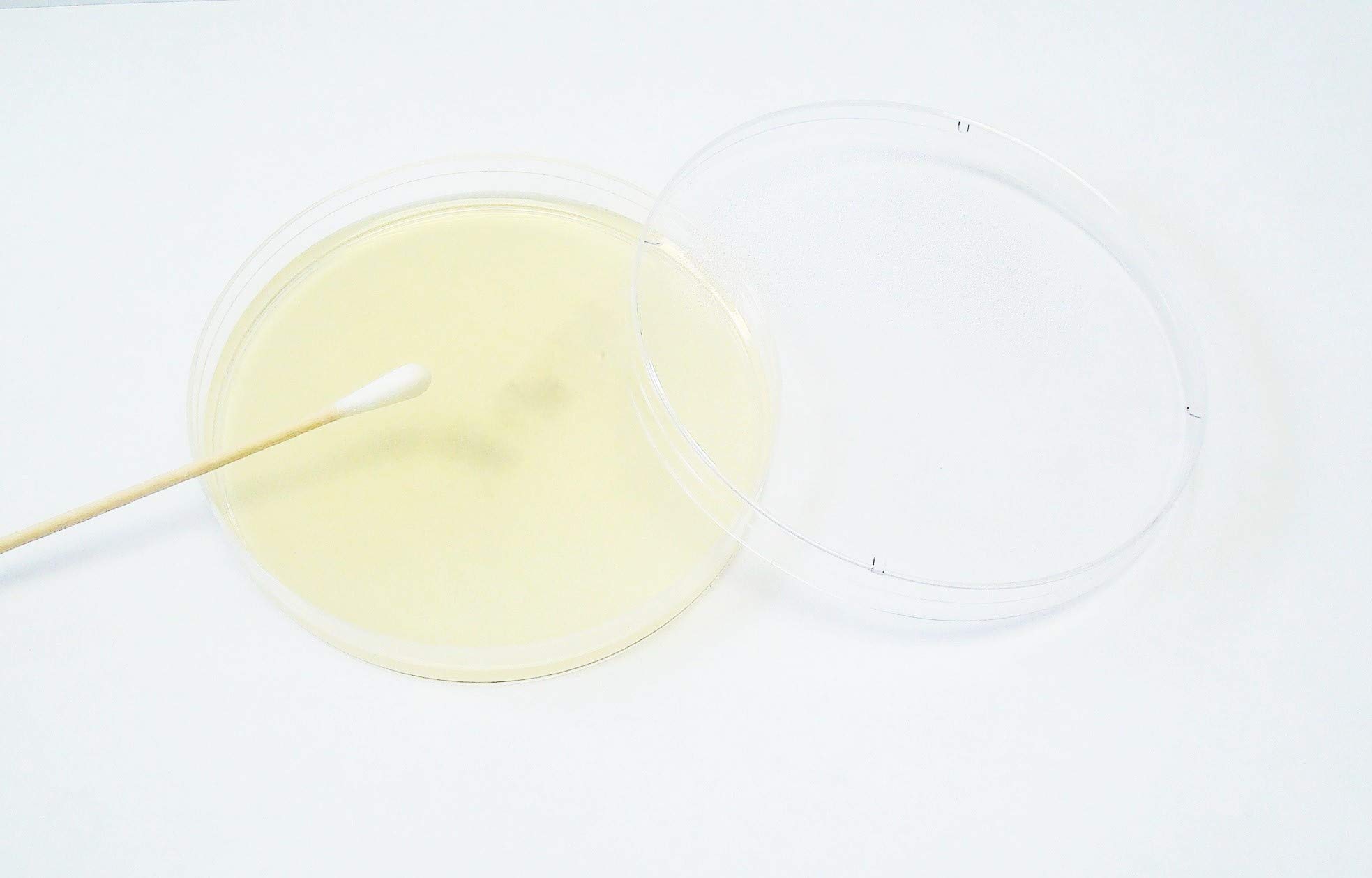 Growing Bacteria Kit at Esperanza Bruns blog