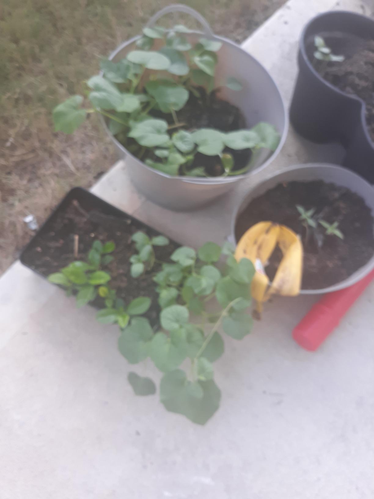 Amazon.com : Fish Meal - Organic Fish Fertilizer 8-6-0 (5 lbs) : Patio ...