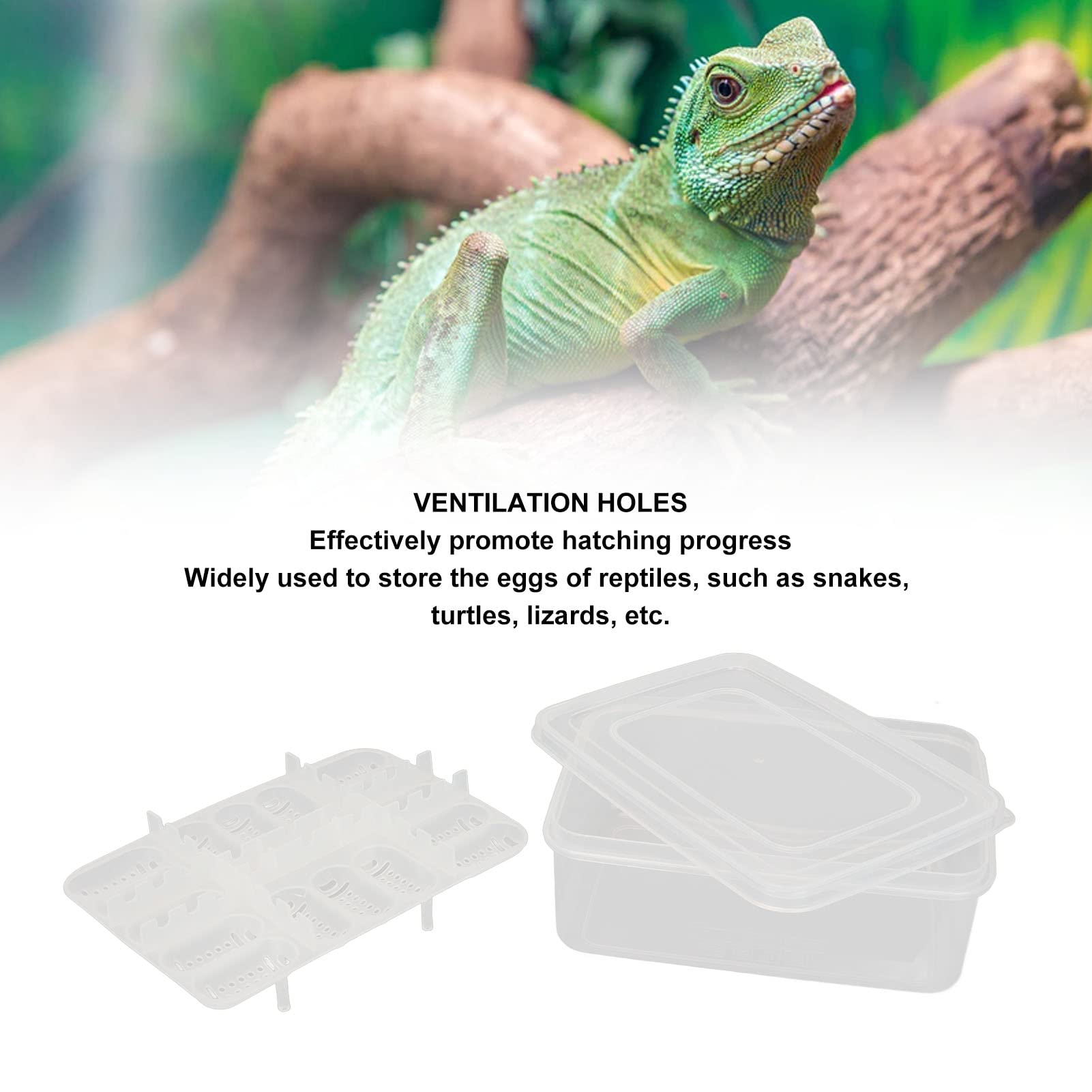 Bearded Dragon Hatching