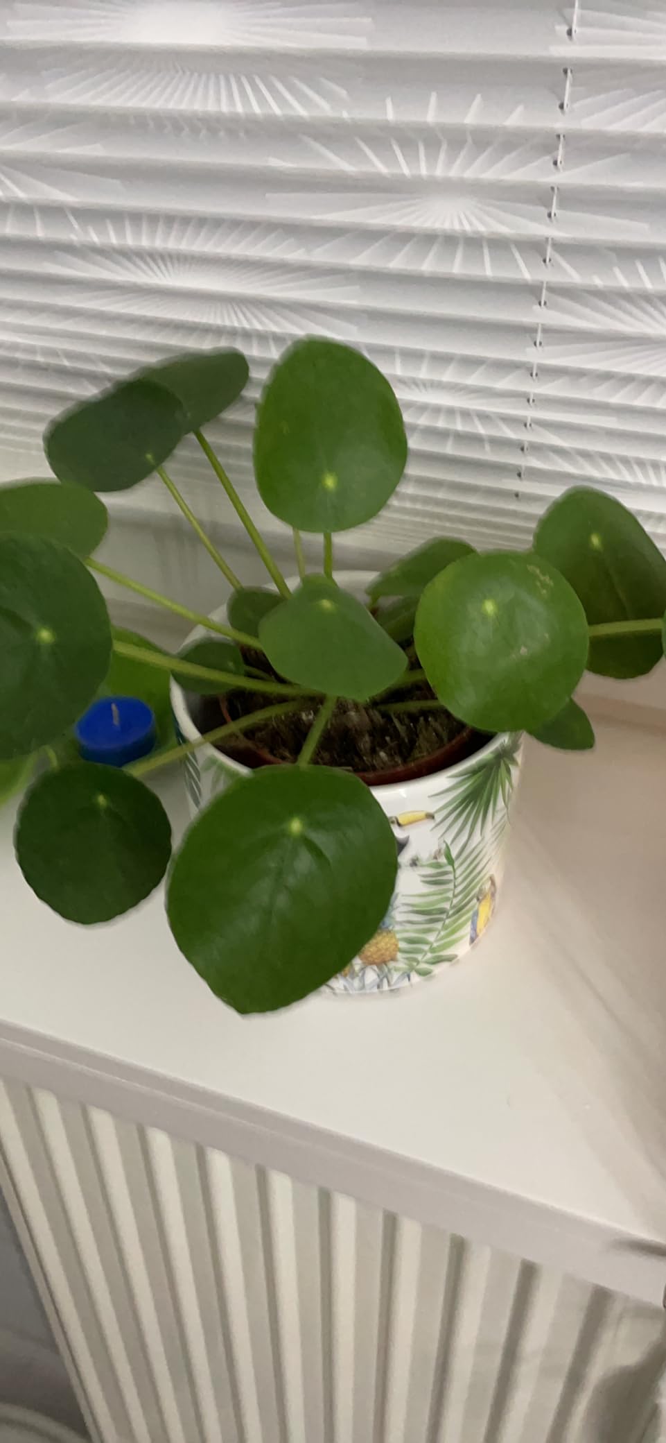 Exotenherz - Pilea peperomioides - Glückstaler - Chinesischer Geldbaum ...