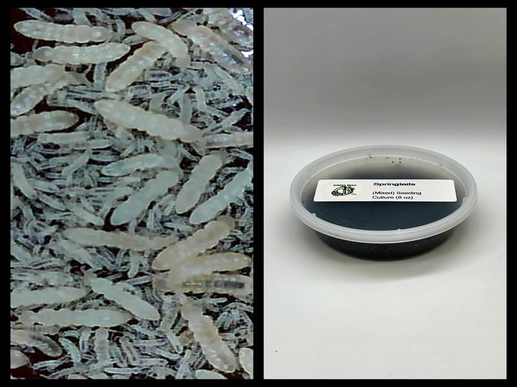 Critters Direct Live Springtails, Mixed Seeding Culture : Amazon.in ...