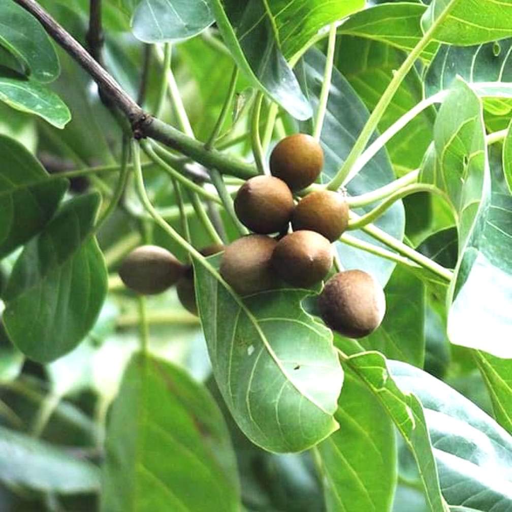 Buy Plantzoin Belliric myrobalan Baheda Terminalia bellirica Bahada ...