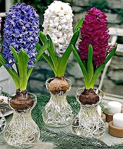 Radha Krishna Agriculture Imported Variety Hyacinth, Dutch hyacinth Flower bulbs mix color For ...
