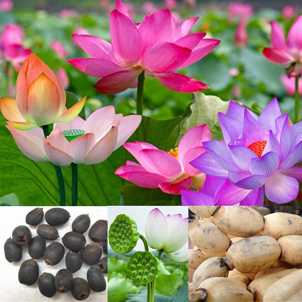 Amazon.com : 35 Pcs Bonsai Lotus Seeds for Planting Bowl Lotus Seeds ...