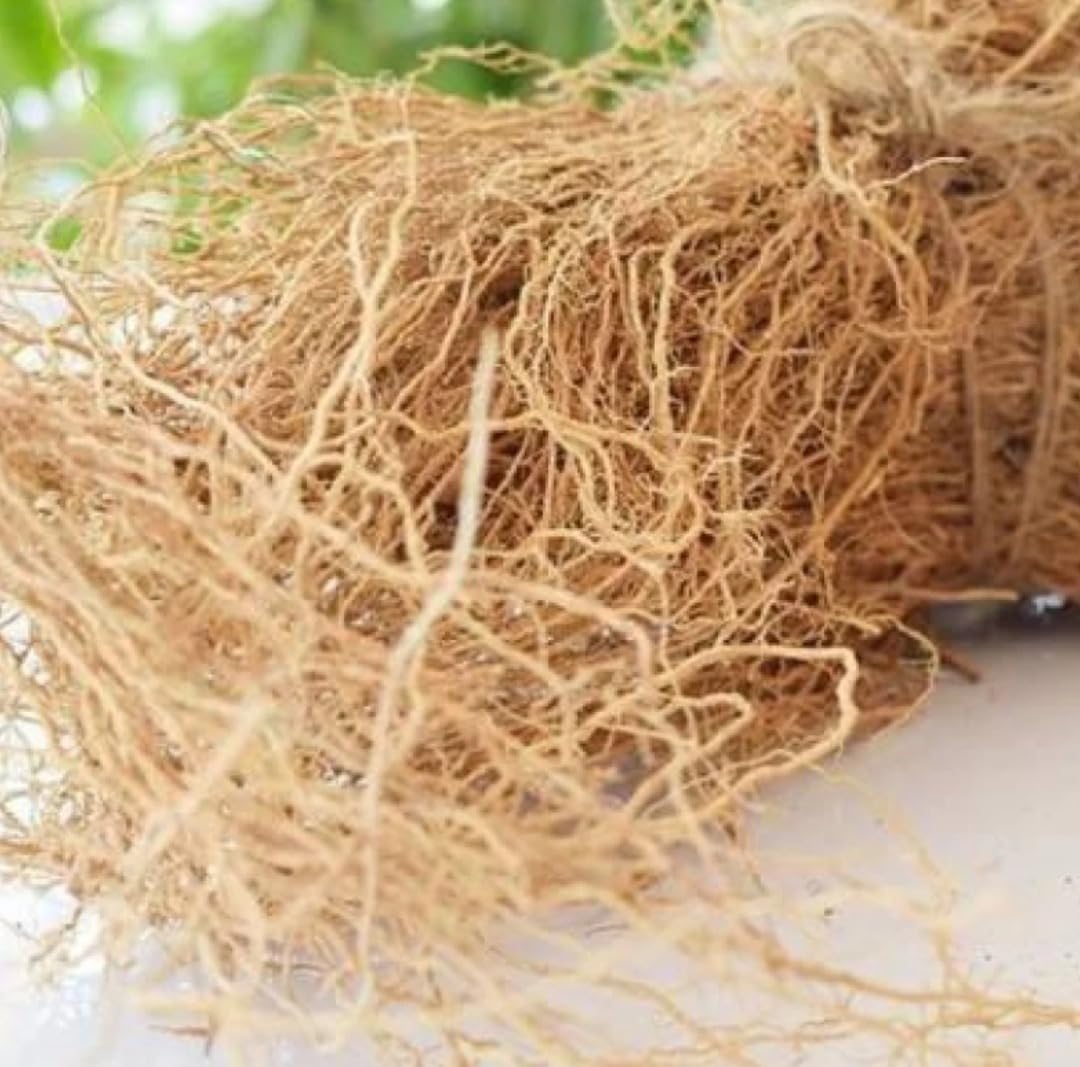 Buy Ayurdaanta Herbs - Khas Root | Khas Root/Khus Jad | Ushira ...