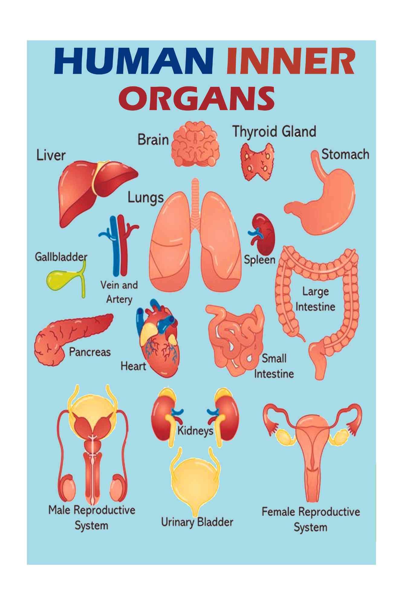 Human Kidneys For Kids 1,807 Female Anatomy For Kids Stock Photos,