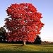 Amazon.com: Brighter Blooms - Red Sunset Maple Tree, 6-7 ft. - No ...