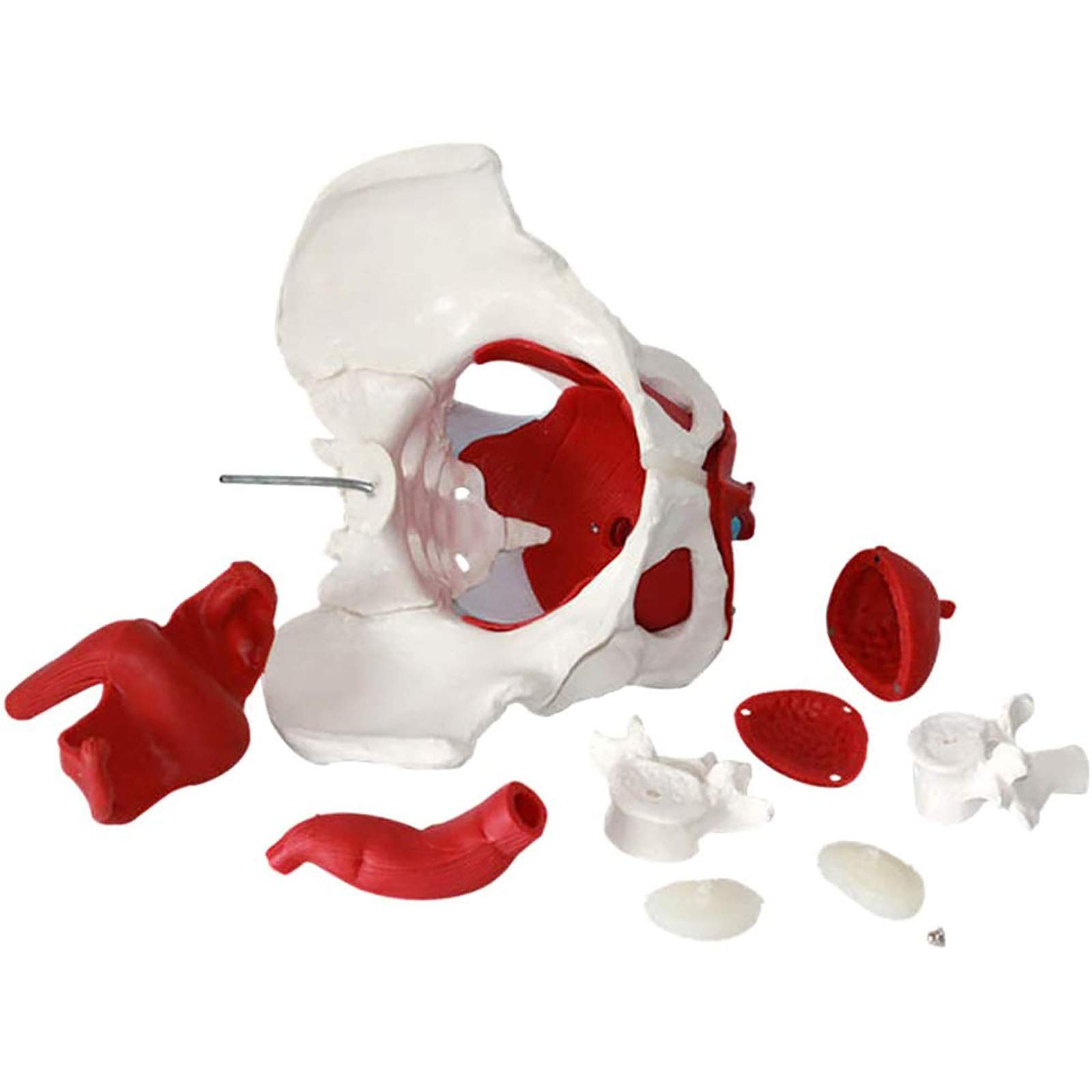 Buy XIEZI Anatomical Model Anatomical Female Pelvis Model Medical ...