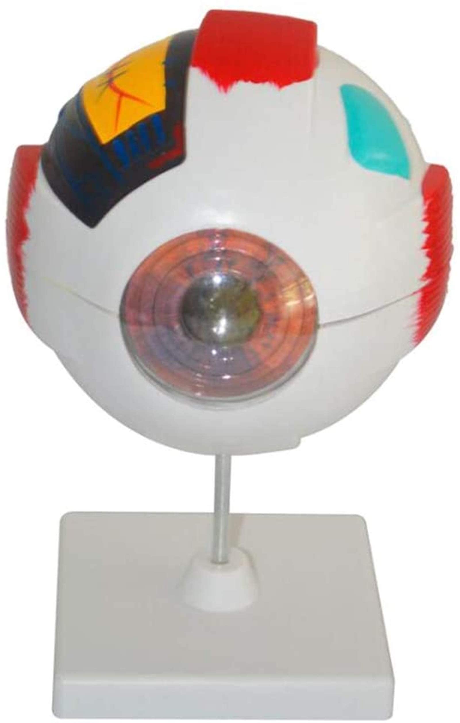 Buy Anatomy Model, Eyeball Anatomy Model - Human Eye Ball Anatomical ...