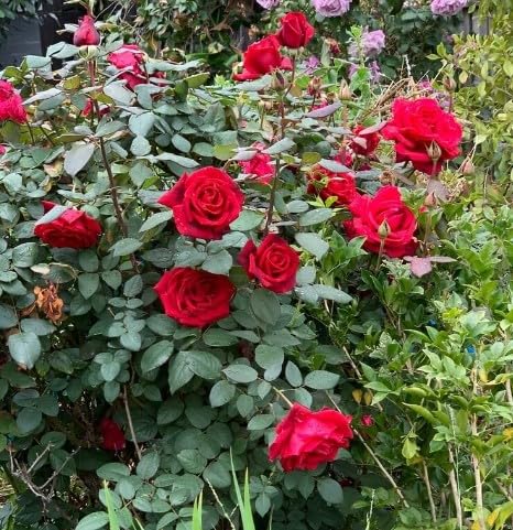 Live Rare Live Climbing Rose Creeping Wild Rambling Ornamental Trellis ...