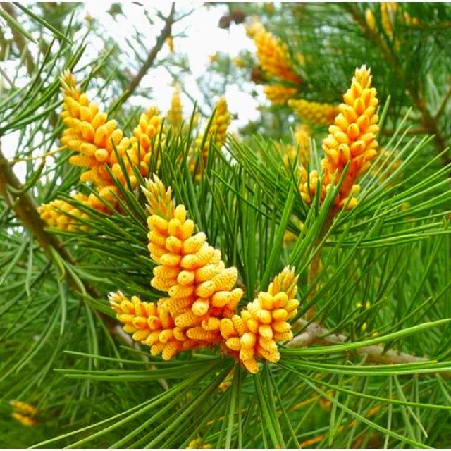 Pinus Canariensis Yellow Pinus Tree Himalayan Longleaf Chir Pine ...