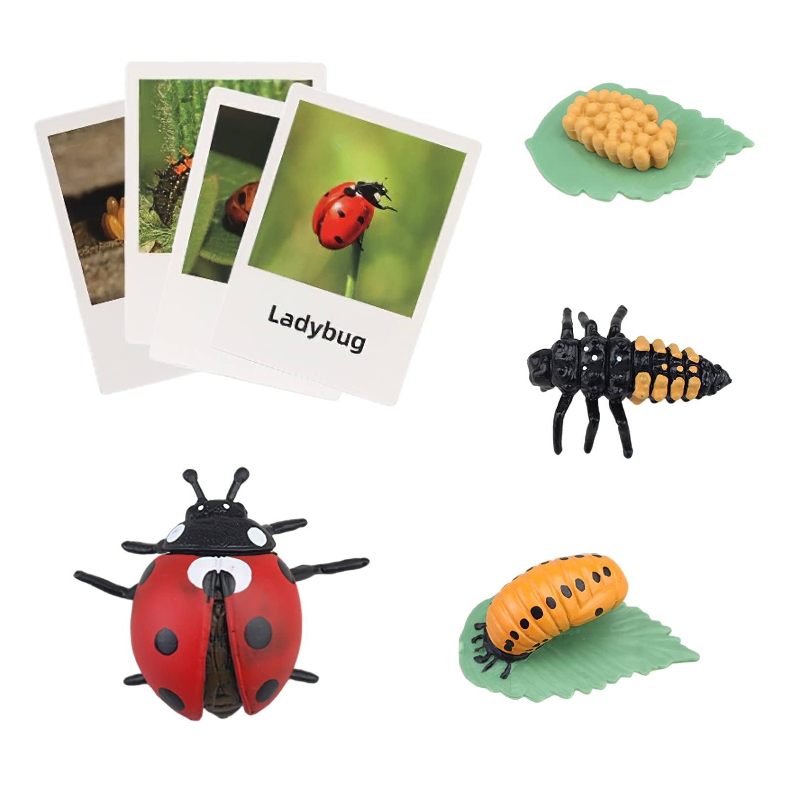 Amazon.com: Montessori Life Cycle Animal Figures with Flash Cards ...