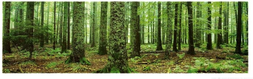 Amazon.com: Poster Discount Rain Forest (Green Trees, Panorama) (36 x ...