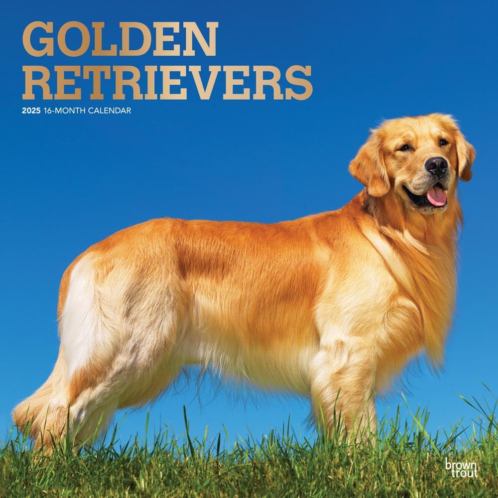 Golden Retrievers | 2025 12 x 24 Inch Monthly Square Wall Calendar ...