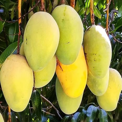 Amazon.com : Ataulfo Mango Tree Live Plant for Planting, No AZ, 1 ...