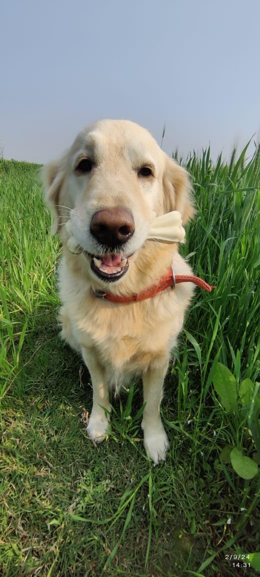 Buy Furry Tyke Raw Hide Bone/Chew 4 Inch for Dogs (250 Grams) Online at ...
