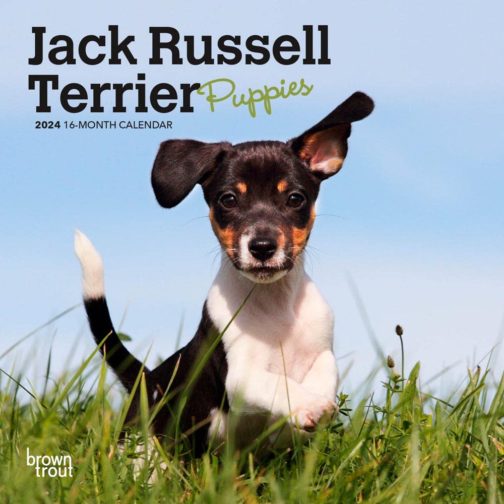 Jack Russell Terrier Puppies | 2024 7 x 14 Inch Monthly Mini Wall ...