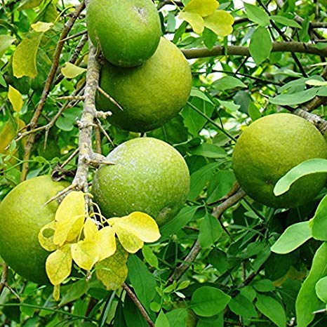 Plants Point Bel Tree (Aegle Marmelos) Live Plant