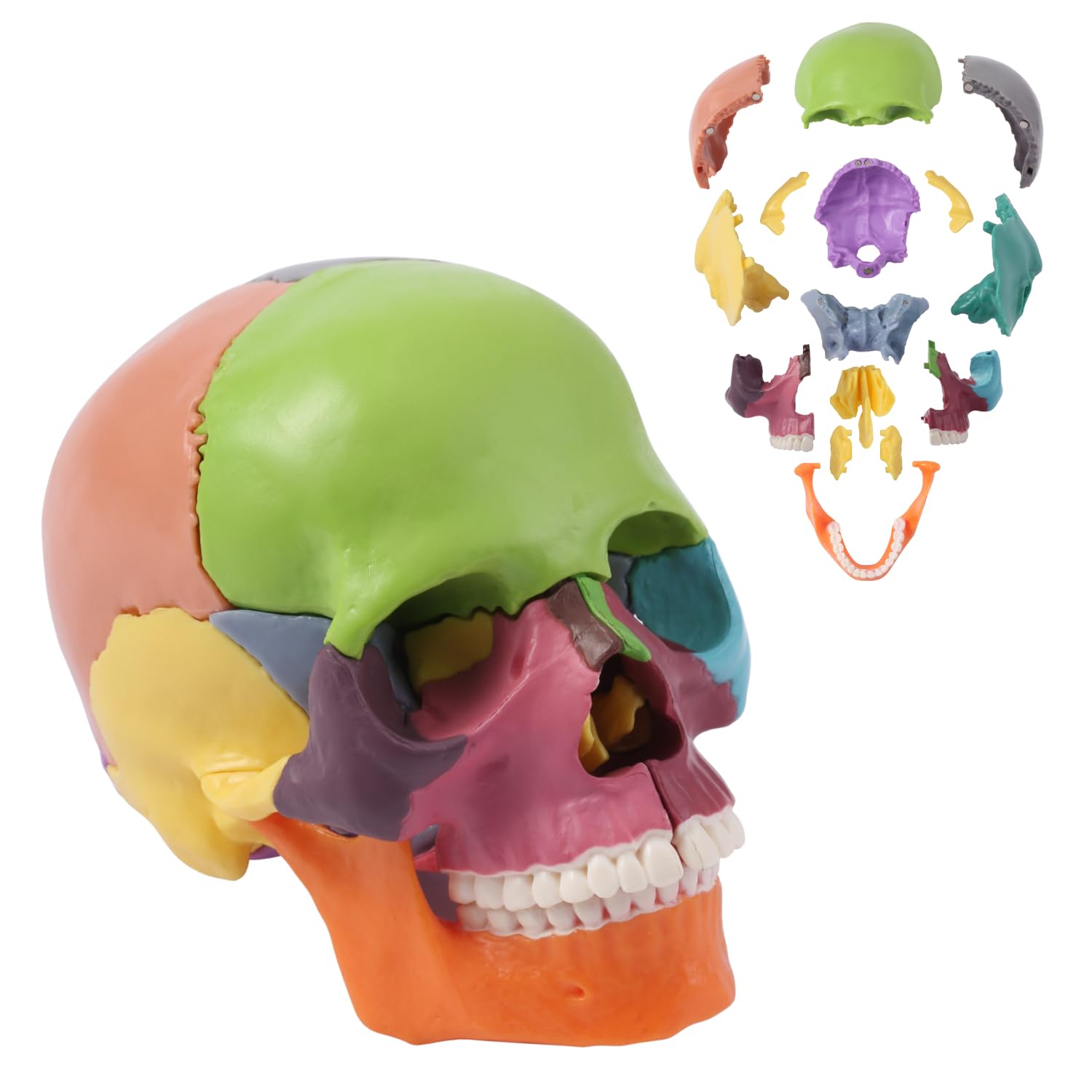 Anatomical Skull Model 15 Parts Human Anatomy Skull Detachable ...