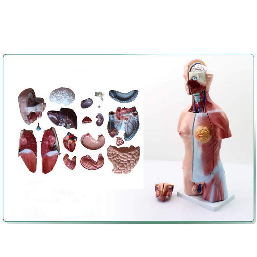 Buy XYXZ Anatomy Models Human Torso Anatomy Modeldetachable 23 Parts ...